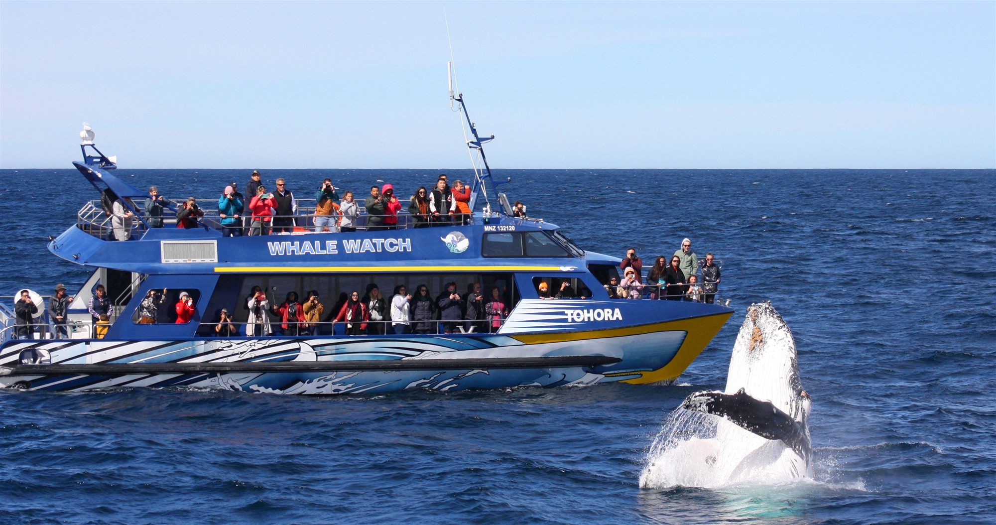 新西兰南岛凯库拉观鲸（极高观鲸成功率）【租租车门票玩乐】