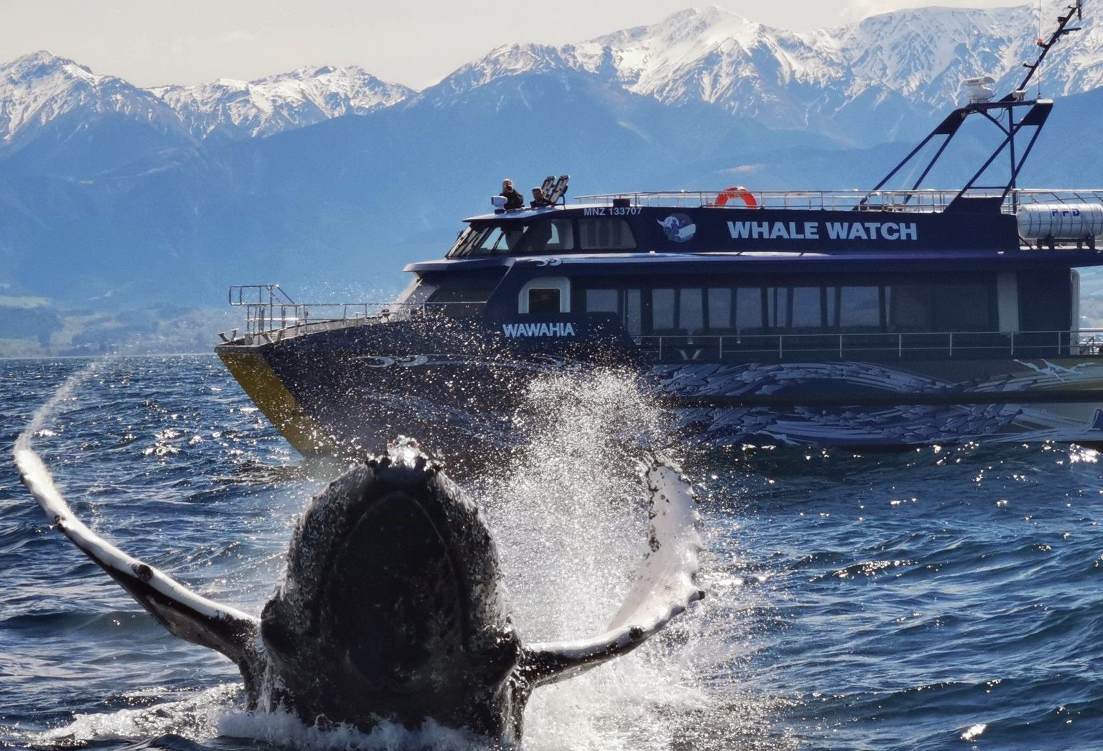新西兰南岛凯库拉观鲸（极高观鲸成功率）【租租车门票玩乐】